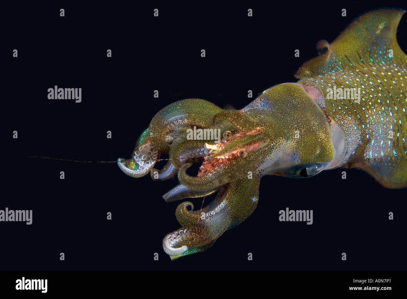 Oval squid, Sepioteuthis lessoniana, eating shrimp, Indonesia Stock ...