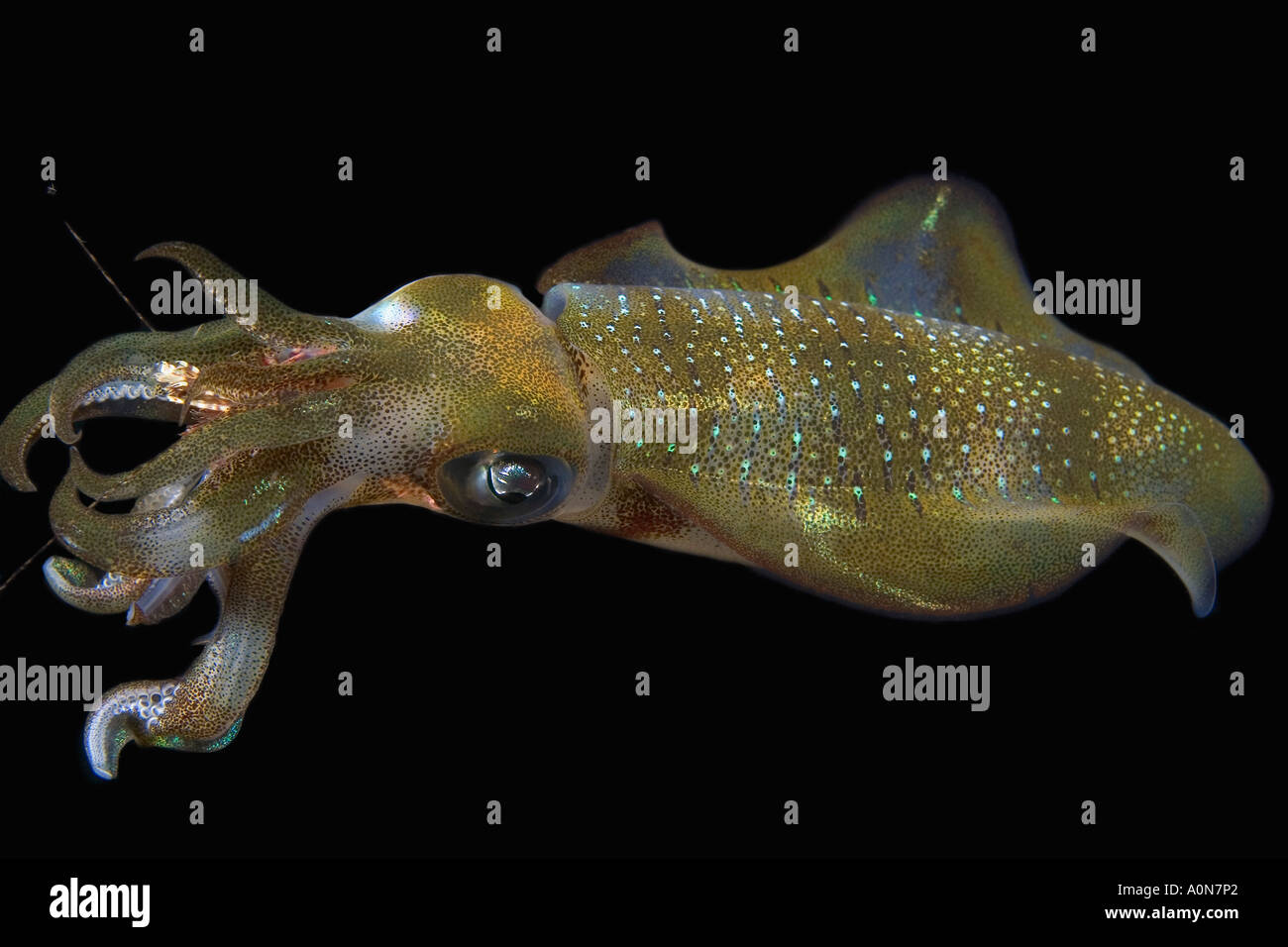 Oval squid, Sepioteuthis lessoniana, eating shrimp, Indonesia Stock ...