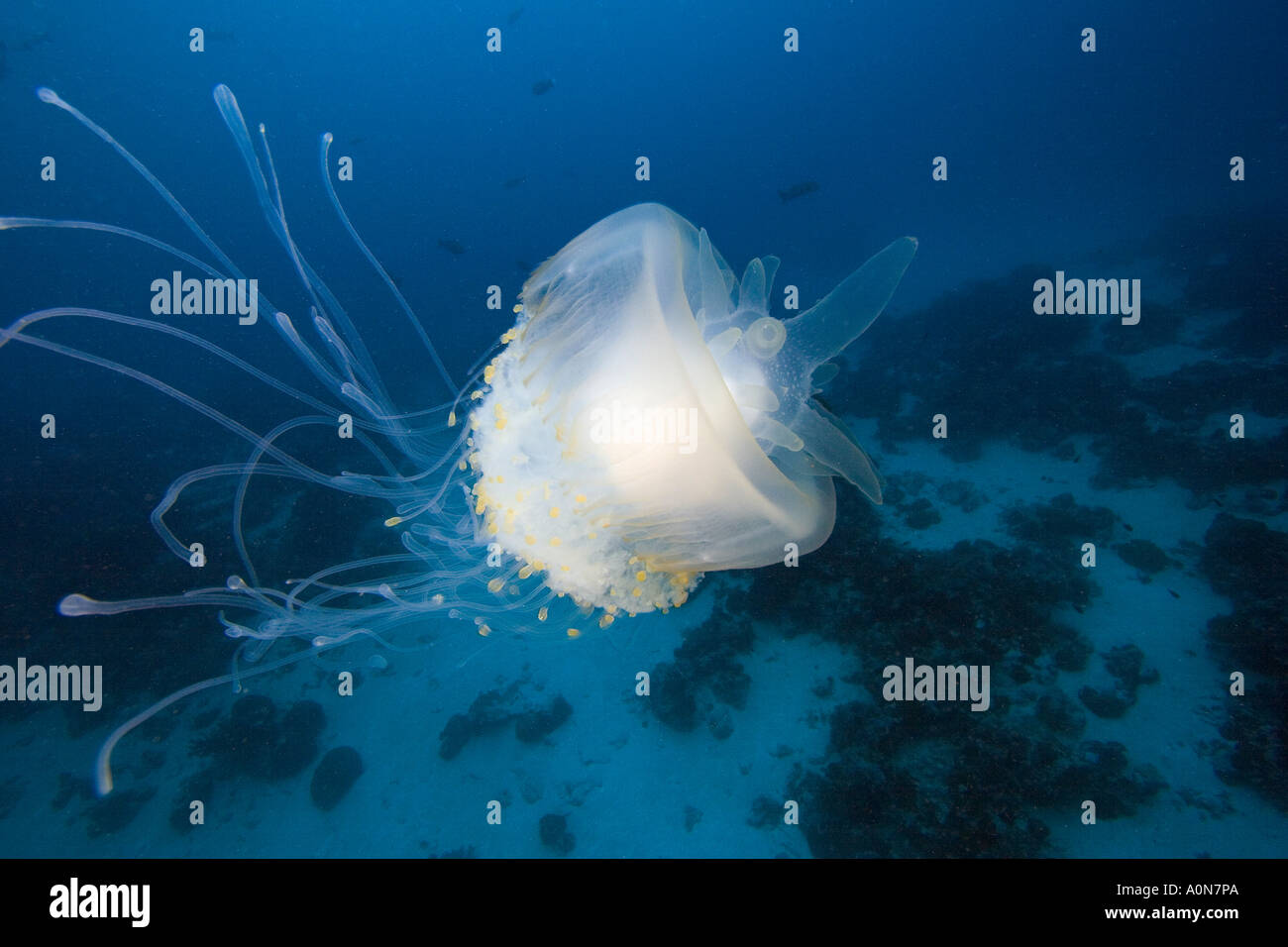 Cephea cephea hi-res stock photography and images - Alamy