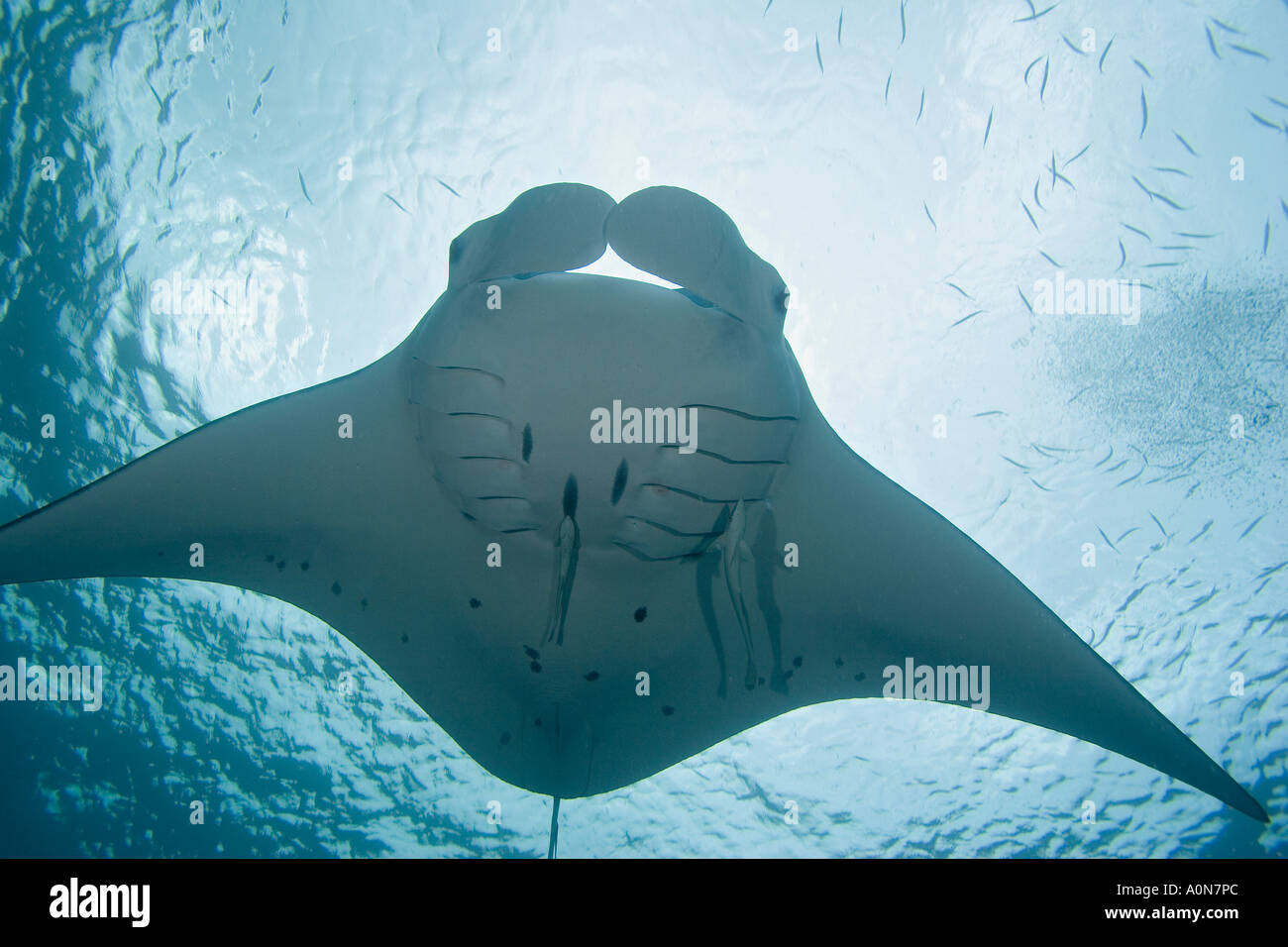 Manta ray, Manta birostris, with remora. Palau, Micronesia Stock Photo ...
