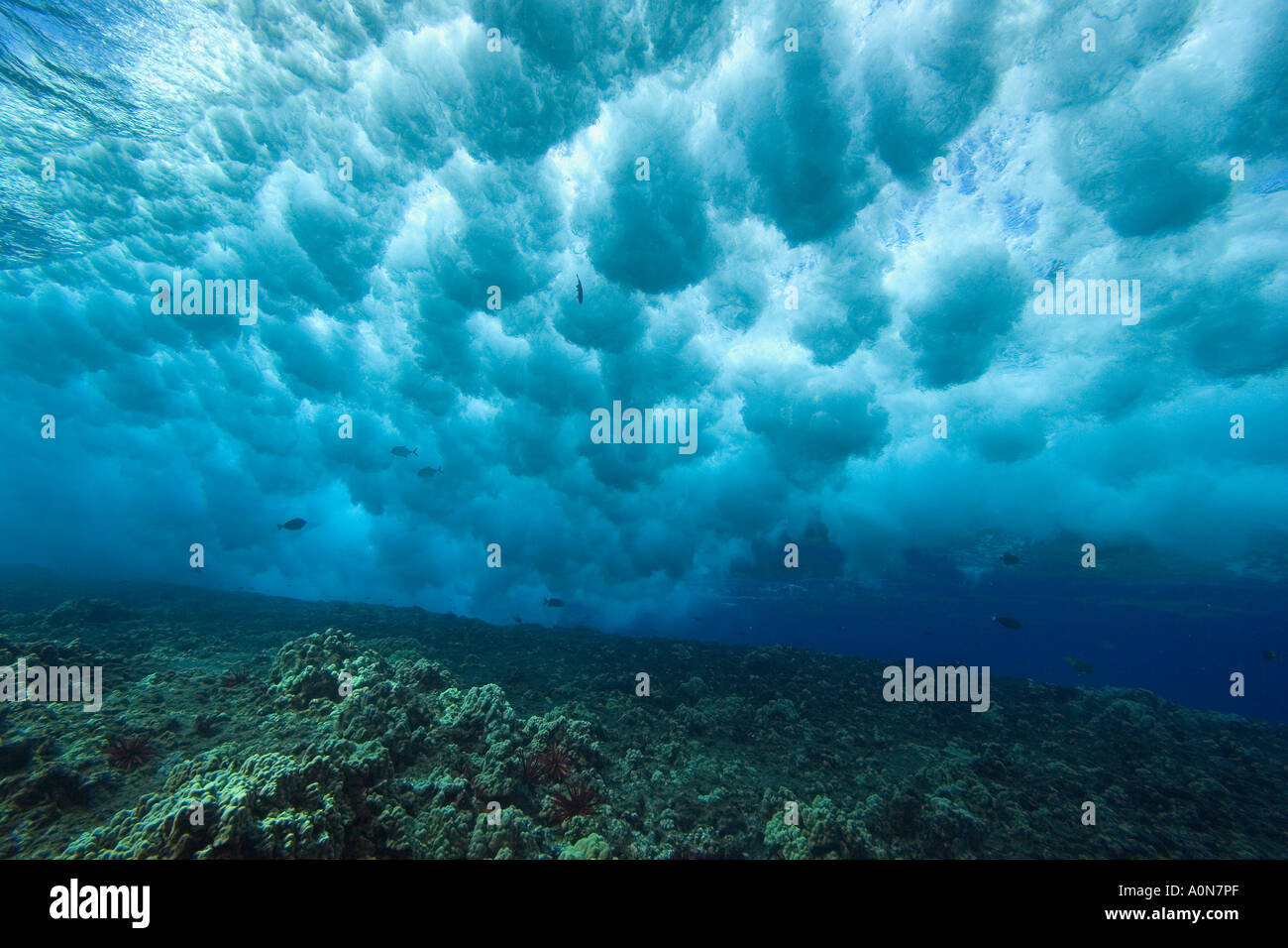 Breaking wave over coral reef hi-res stock photography and images - Alamy