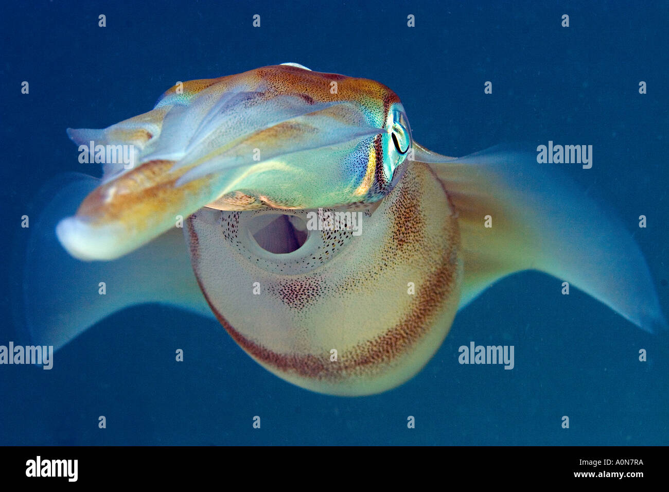 Oval squid, Sepioteuthis lessoniana, Malaysia Stock Photo - Alamy