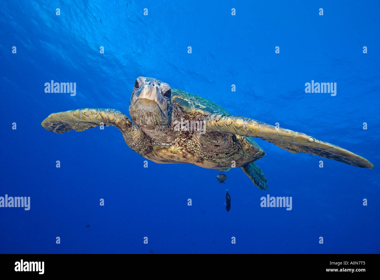 Green sea turtle, Chelonia mydas, an endangered species. Hawaii Stock ...