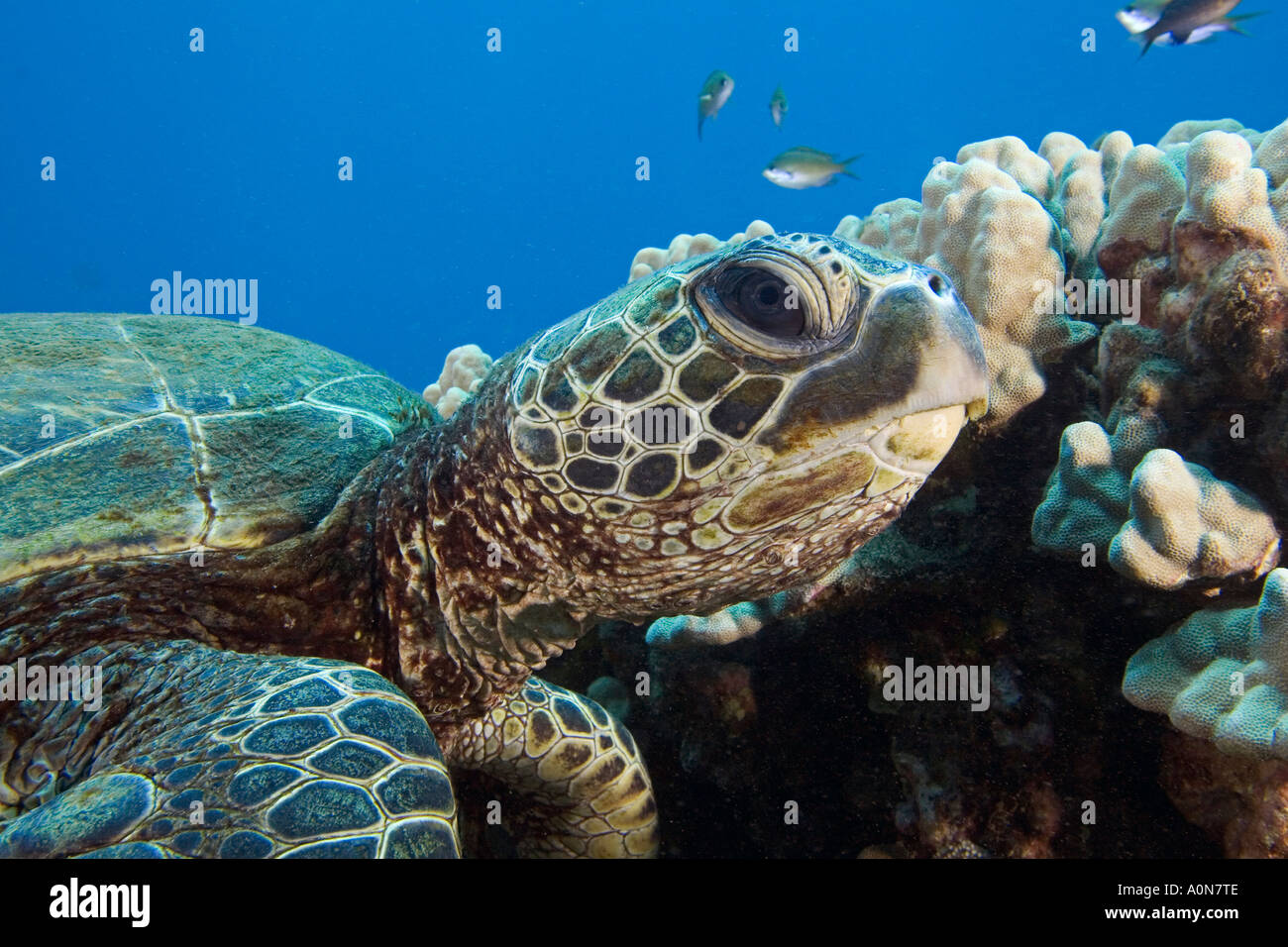Green sea turtle, Chelonia mydas, an endangered species. Hawaii Stock ...