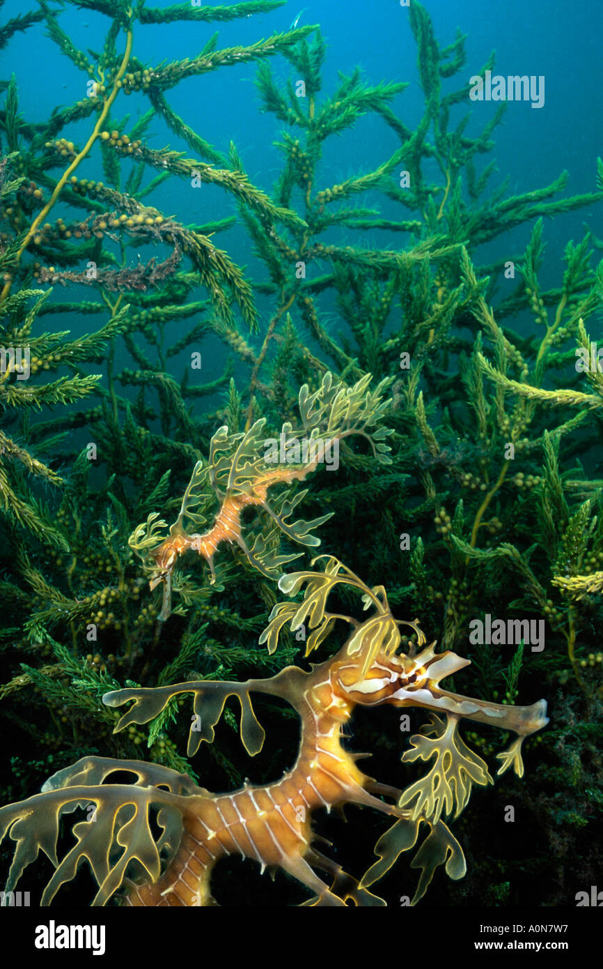 These leafy sea dragons, Phycodurus eques, were photographed under a ...
