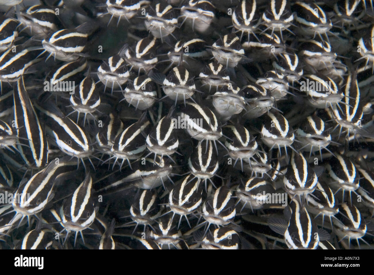 These striped catfish, Plotosus lineatus, have a venomous spine in ...