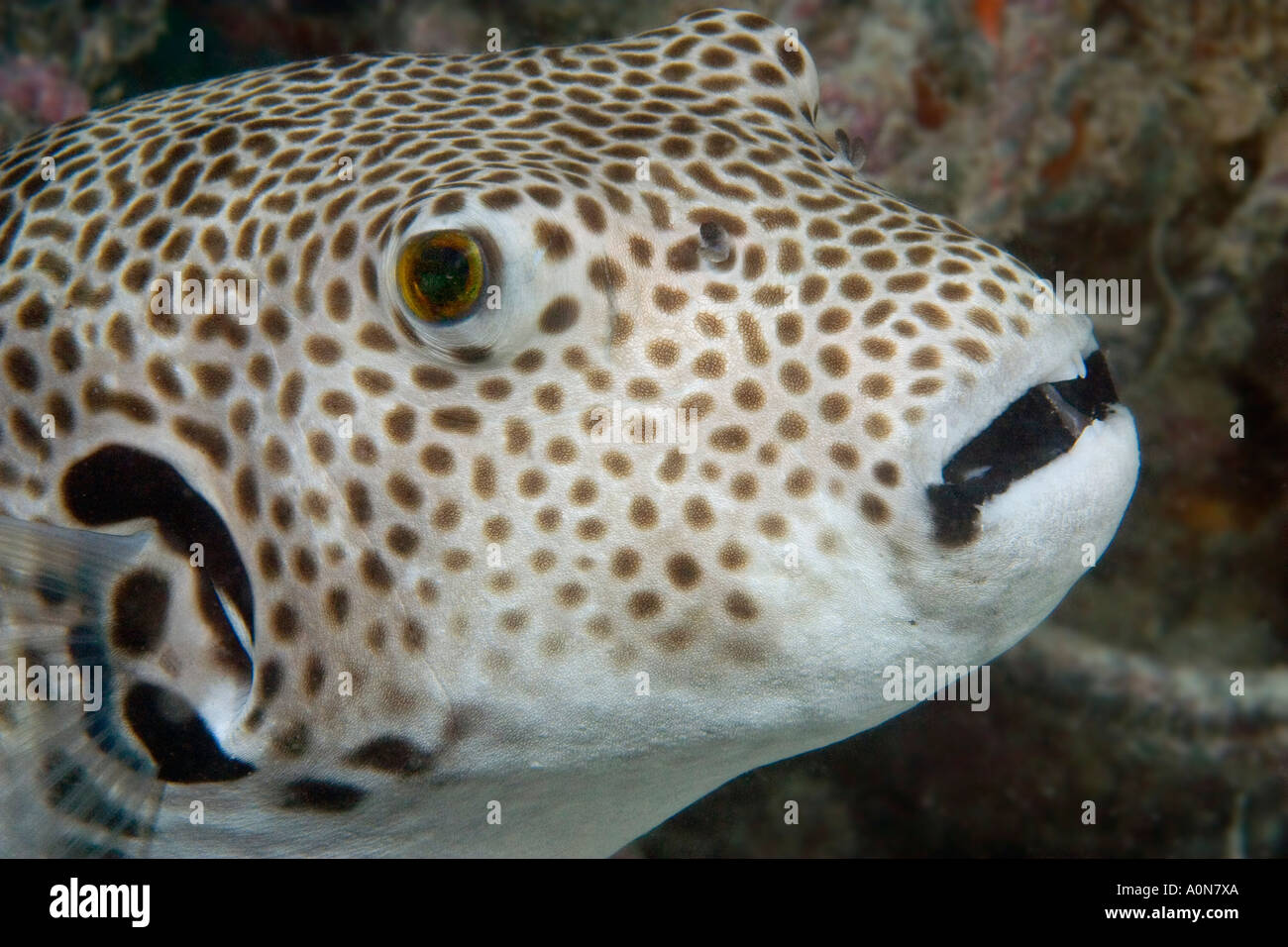 Starry puffer, Arothron stellatus, Mabul Island, Malaysia Stock Photo ...