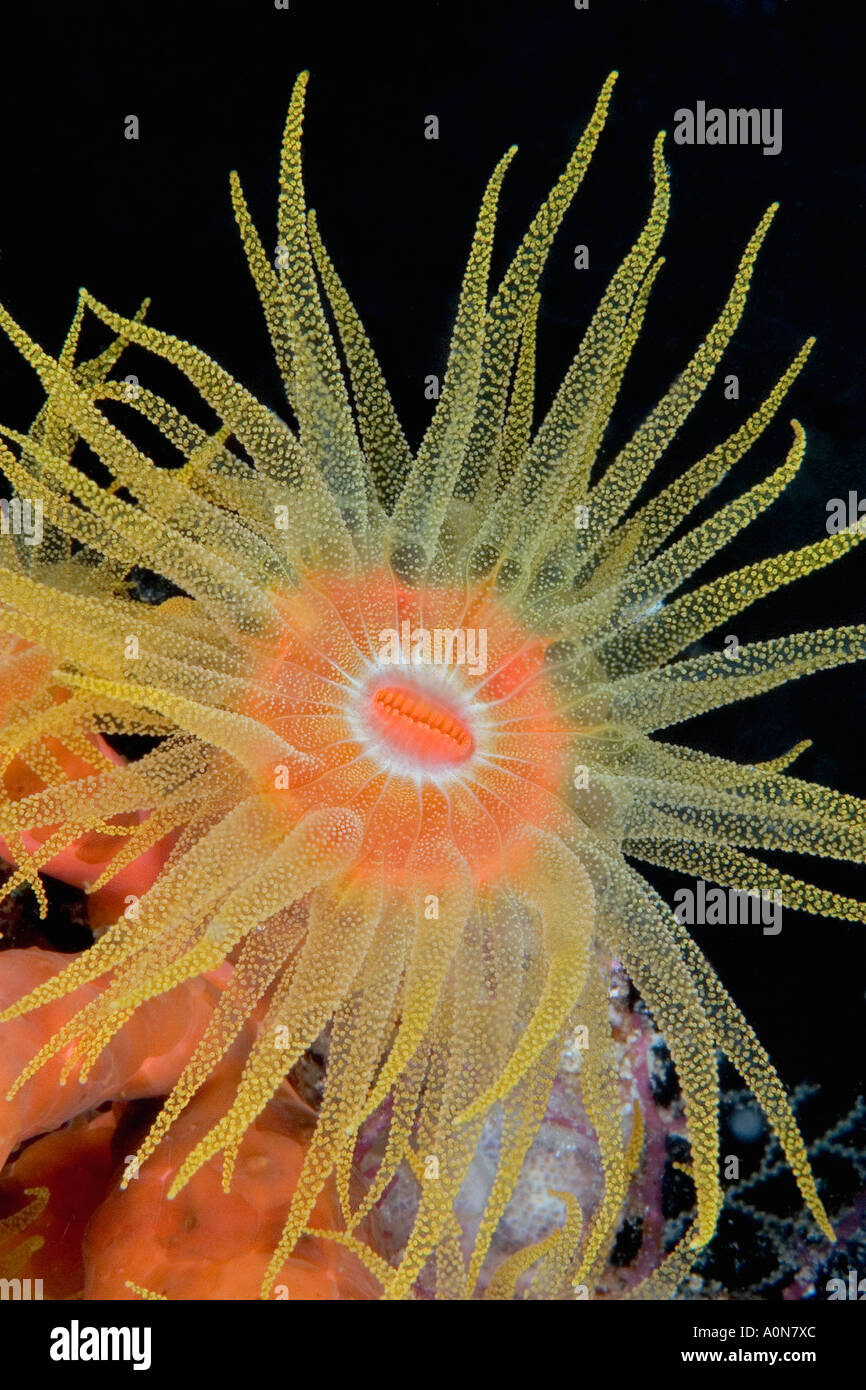 Tubastraea faulkneri hi-res stock photography and images - Alamy