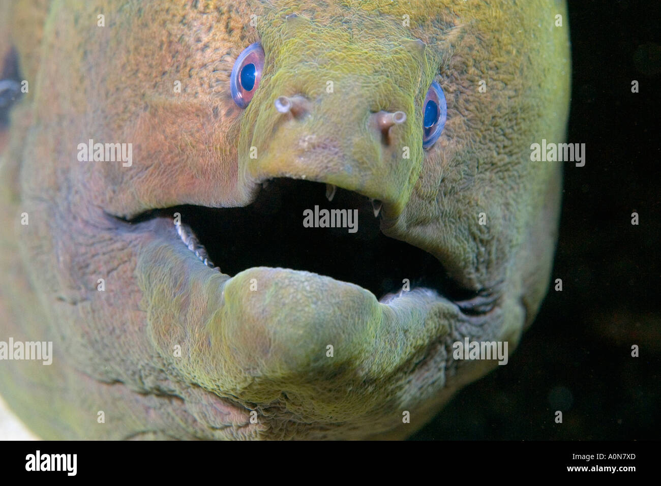Giant moray eel, Gymnothorax javanicus, Indonesia Stock Photo - Alamy