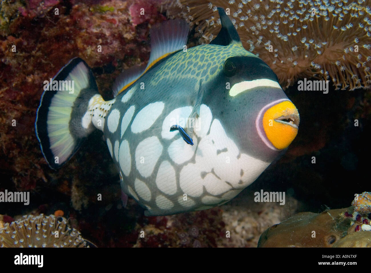 The clown triggerfish, Balistoides conspicillum, and cleaner wrasse ...