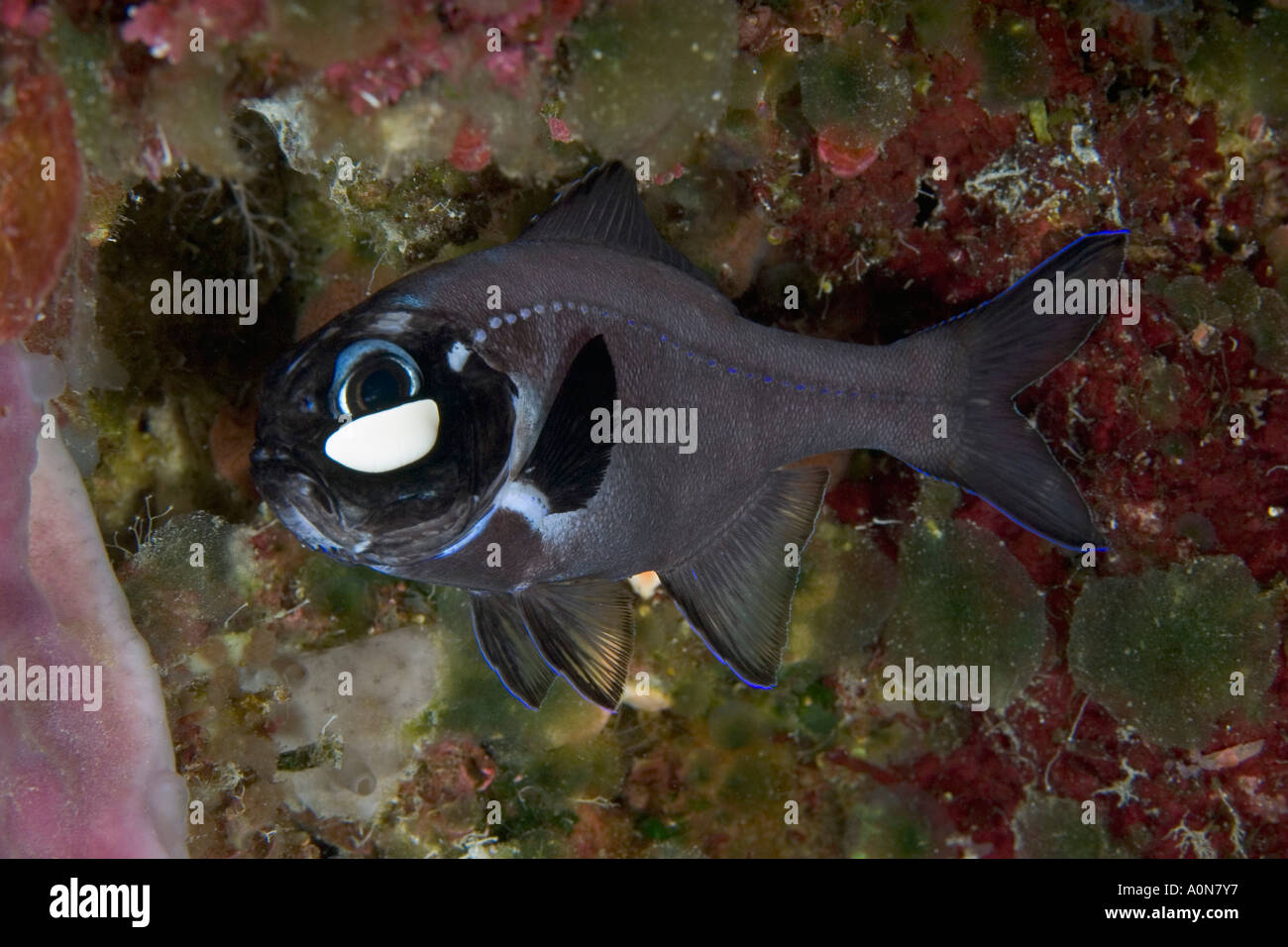 Flashlightfish, Photoblepharon palpebratus, Indonesia Stock Photo - Alamy