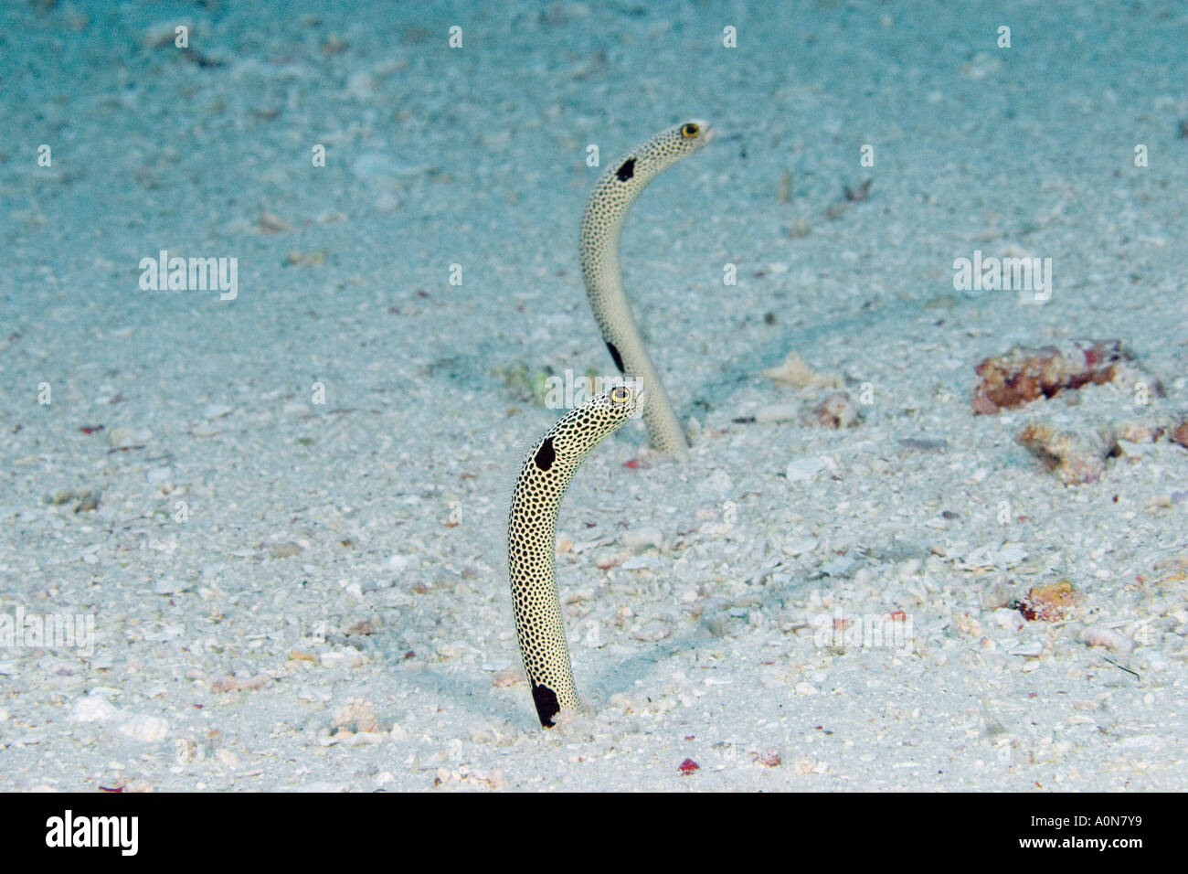 Spotted garden eels, Heteroconger hassi, Indonesia Stock Photo - Alamy