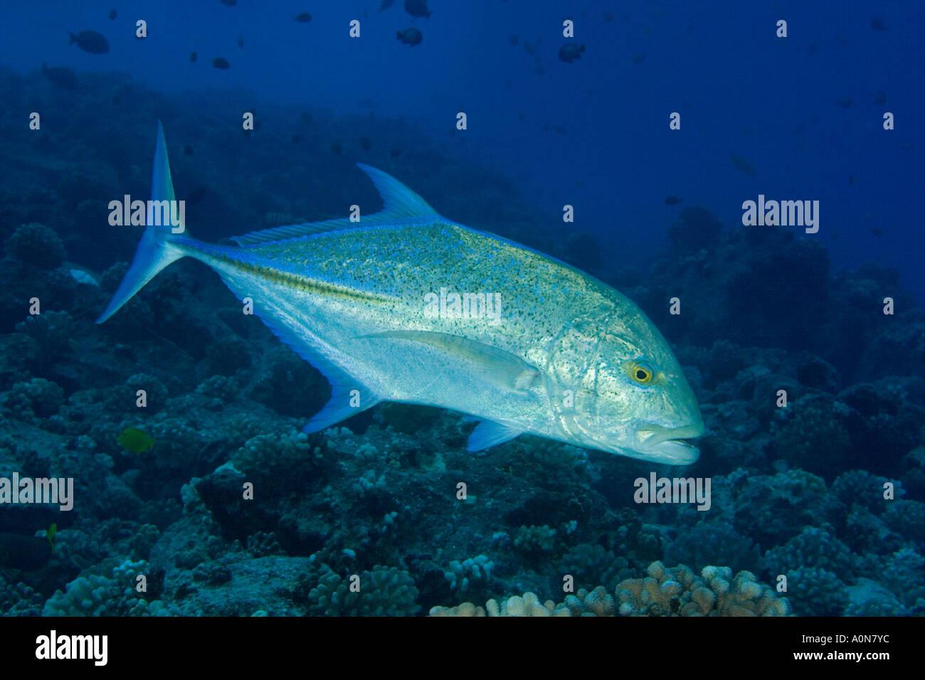 Bluefin jacks hi-res stock photography and images - Alamy