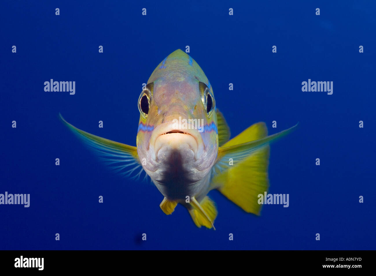 Bluestripe snapper, Lutjanus kasmira, Hawaii Stock Photo - Alamy