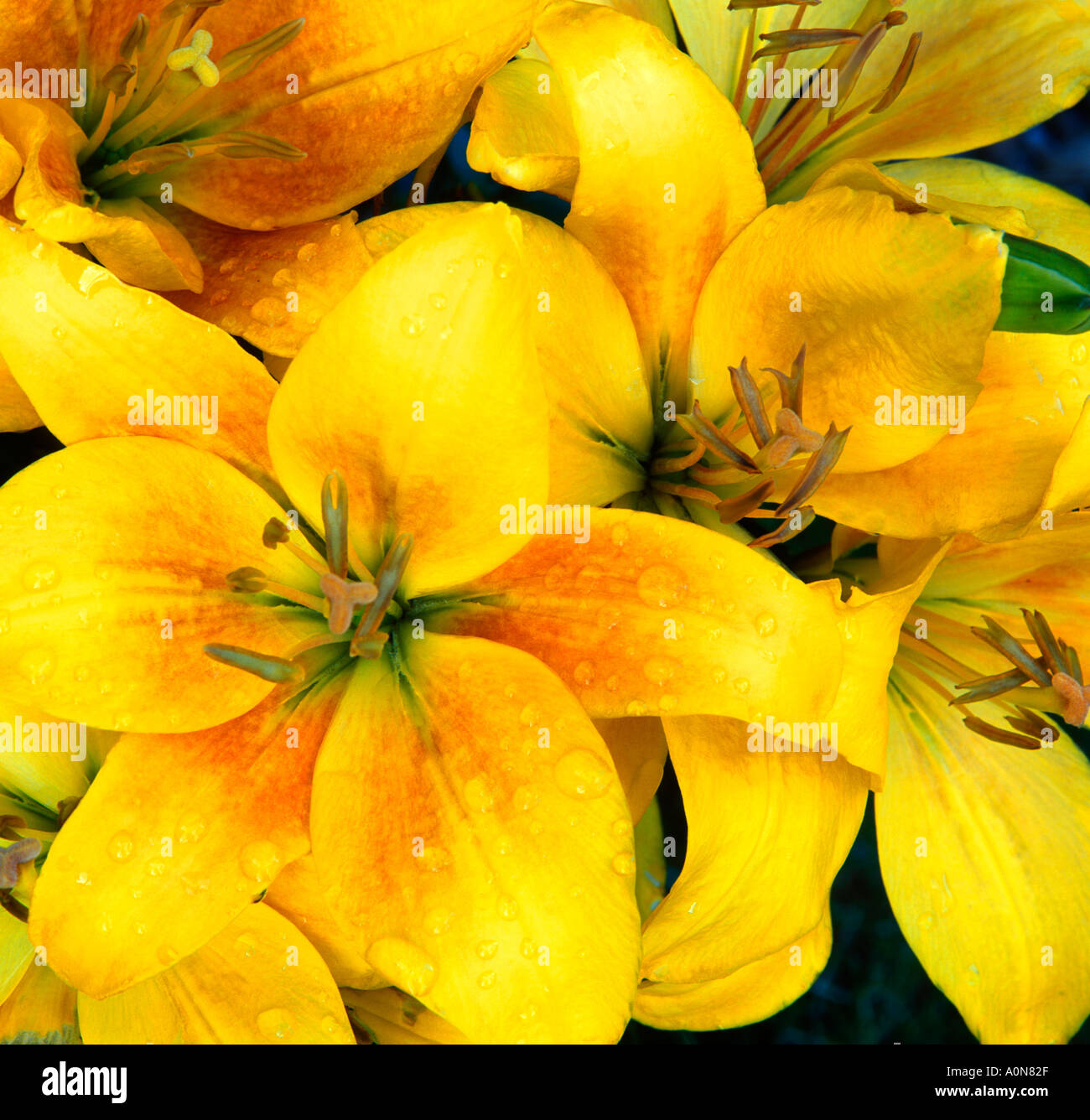 Lily Lilium Liliaceae Stock Photo - Alamy