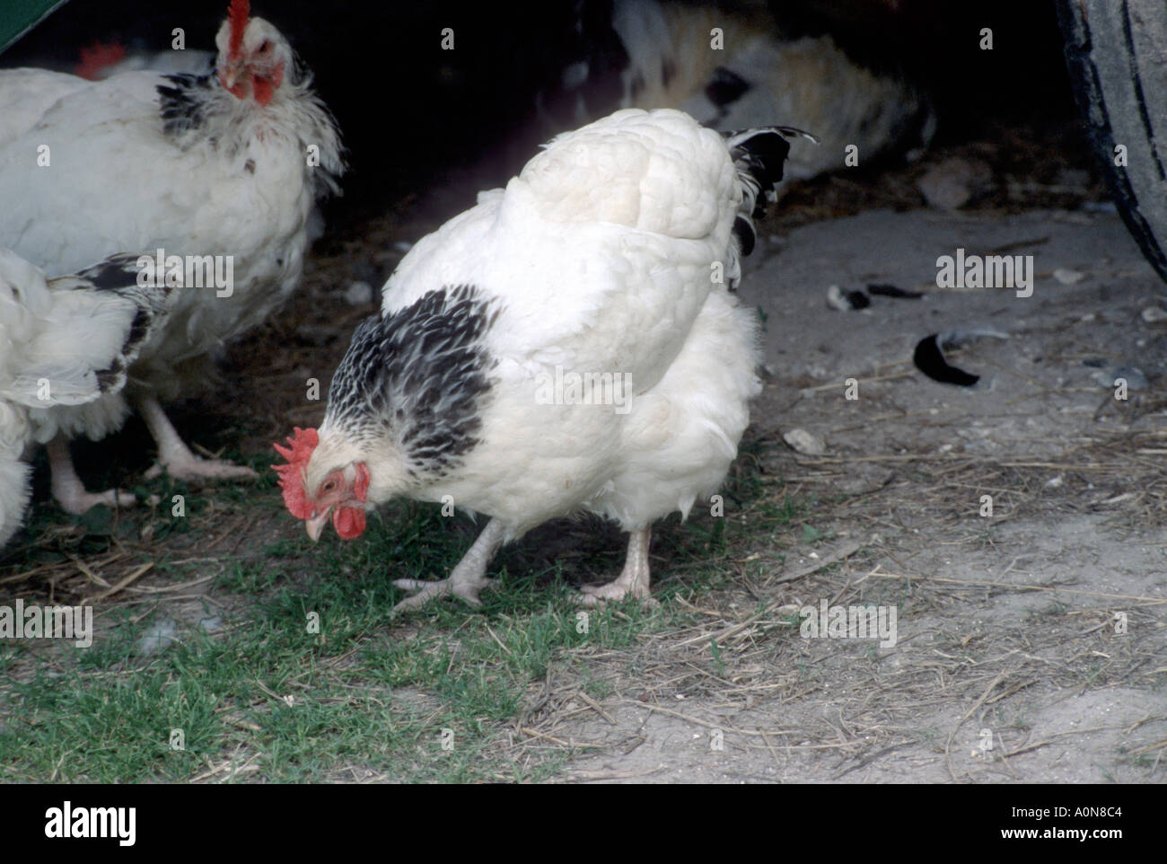 Free range Chicken scratching Stock Photo - Alamy