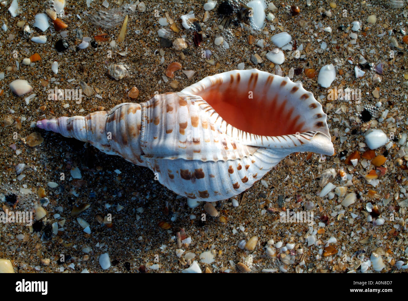 Nz native shell hi-res stock photography and images - Alamy