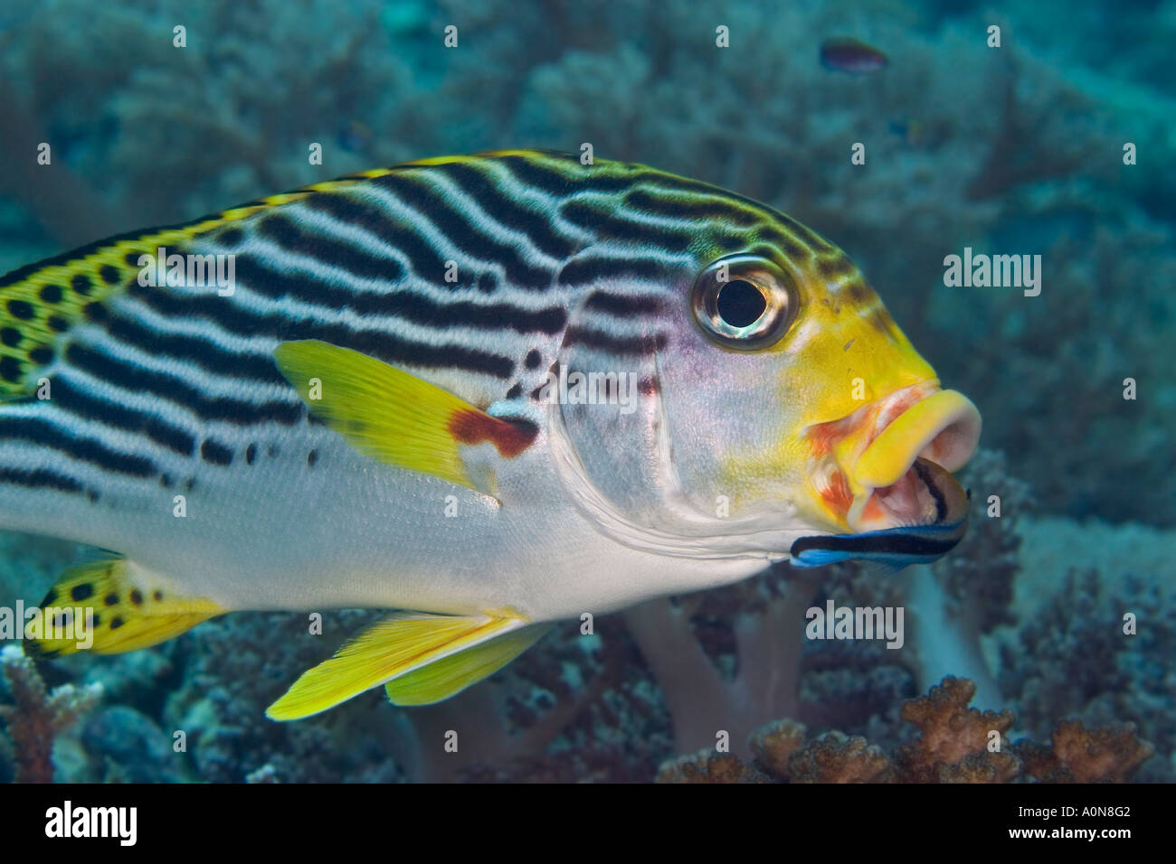 Blue lined wrasse hi-res stock photography and images - Alamy