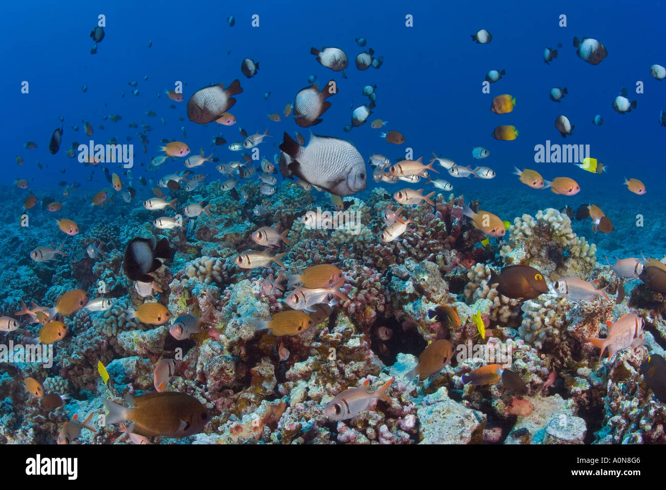 Miscellaneous reef fish above a Hawaiian hard coral reef, Hawaii Stock ...