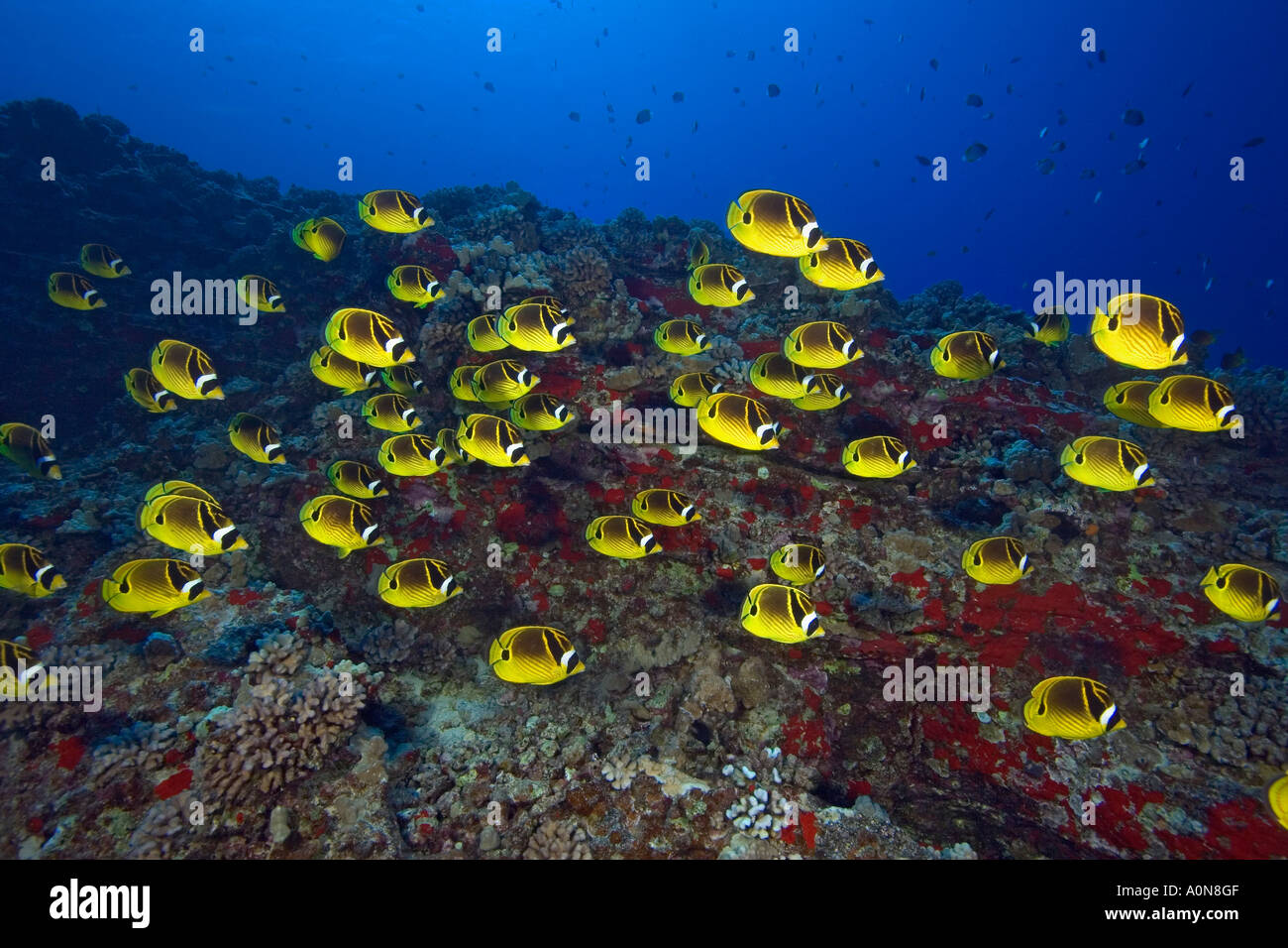 Schooling raccoon butterflyfish, Chaetodon lunula, Hawaii Stock Photo ...