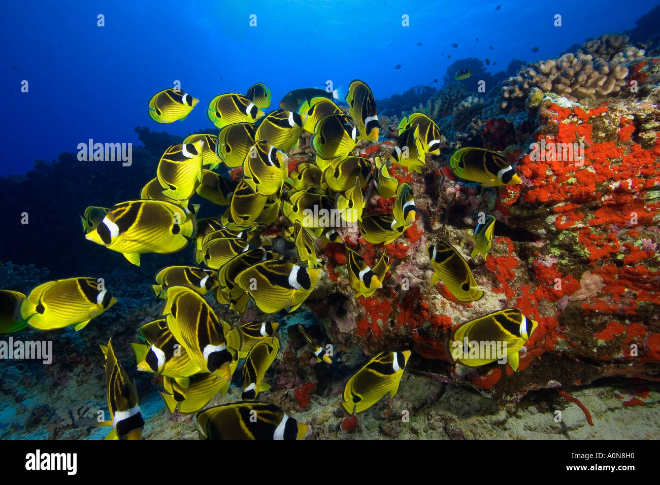 Schooling raccoon butterflyfish, Chaetodon lunula, Hawaii Stock Photo ...