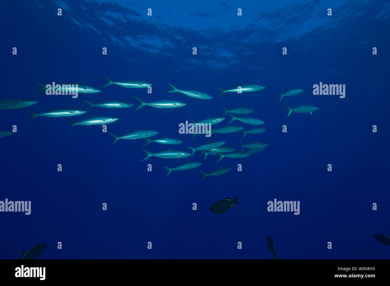 School of rainbow runner hi-res stock photography and images - Alamy