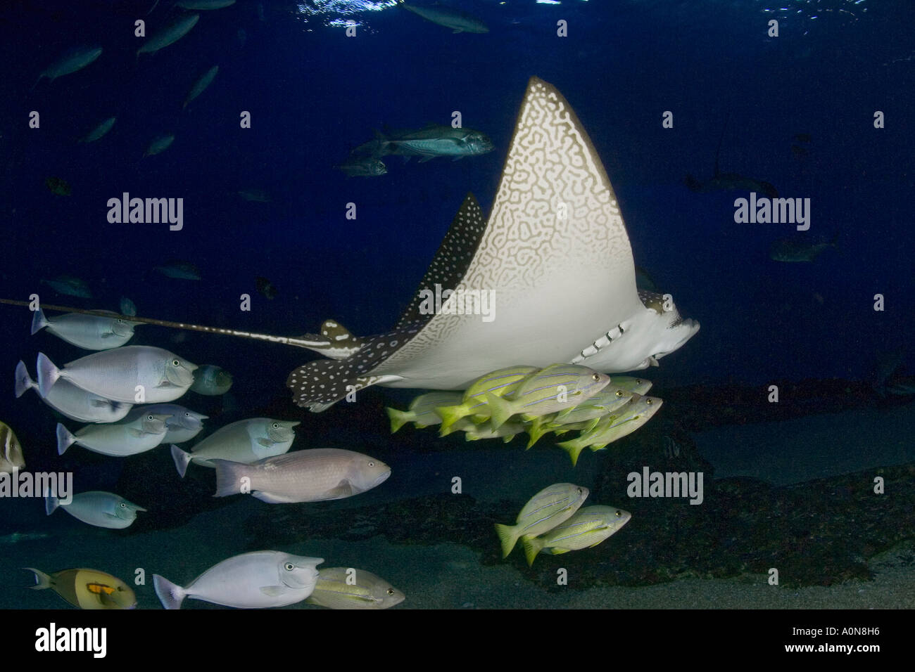 Spotted eagle ray, Aetobatis narinari, and reef fish. Hawaii Stock ...