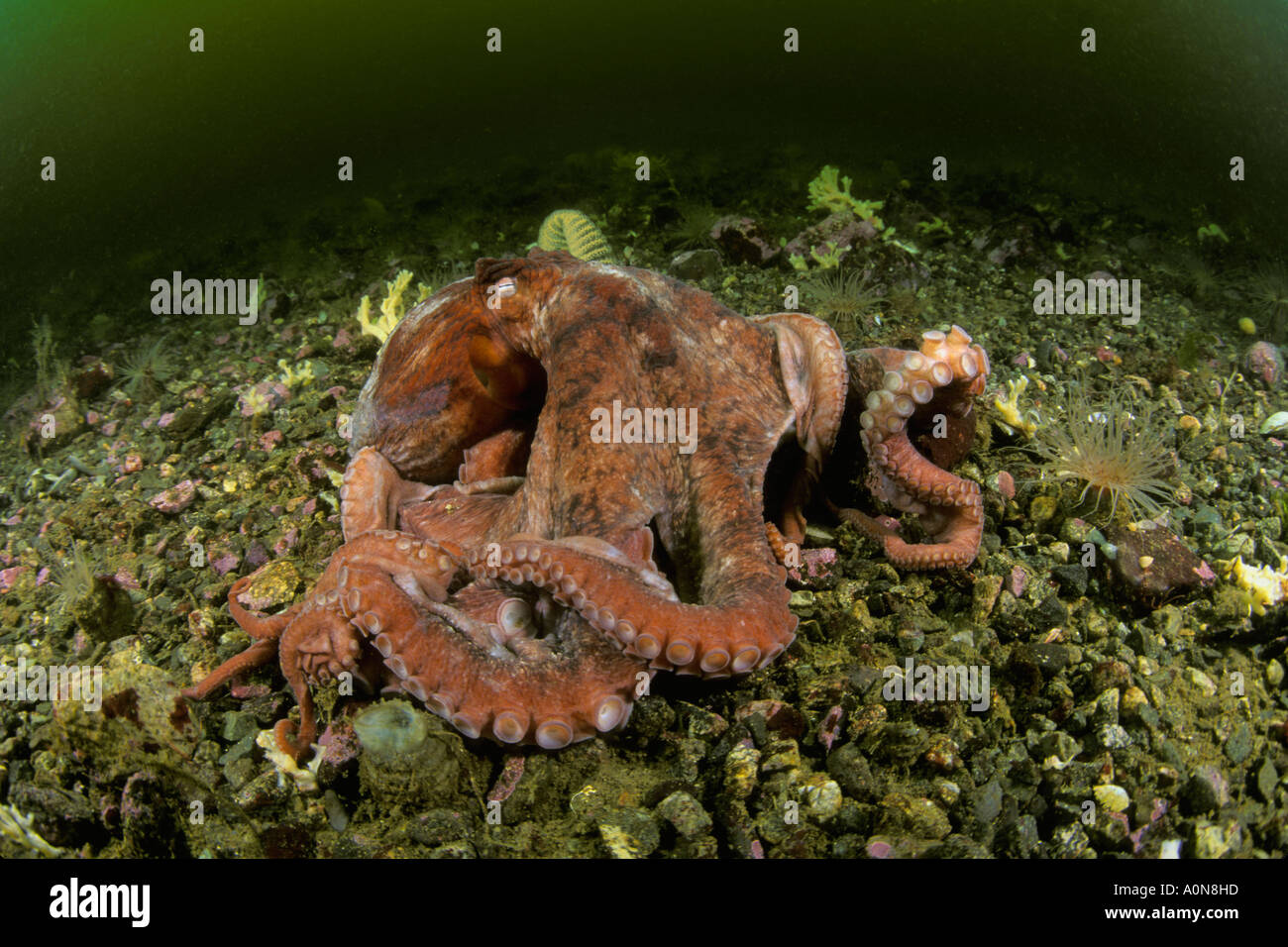 Giant Pacific octopus, Octopus dolfleini, British Columbia, Canada ...
