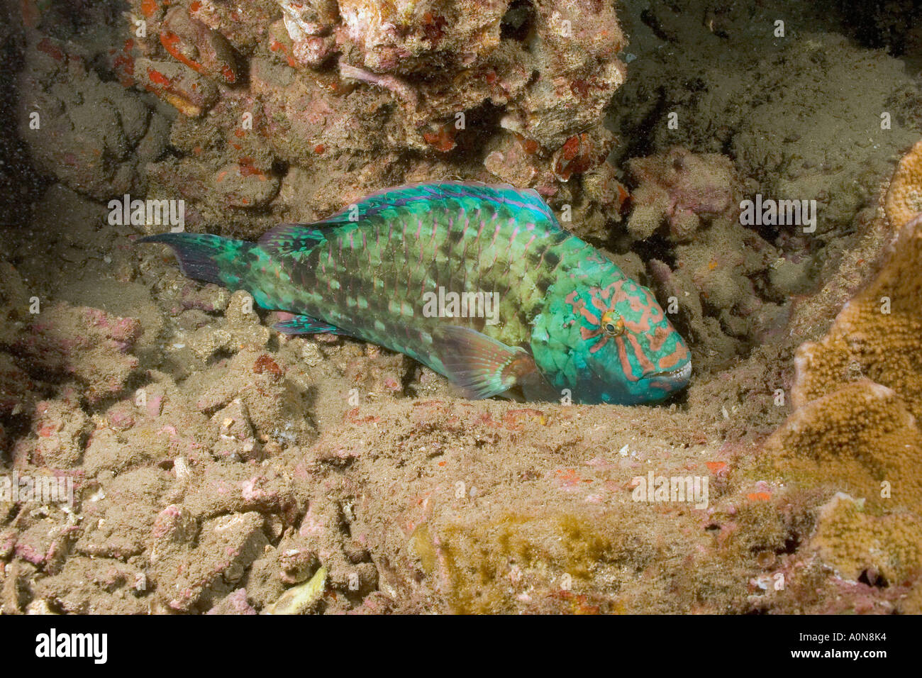 Parrotfish hawaii hi-res stock photography and images - Alamy