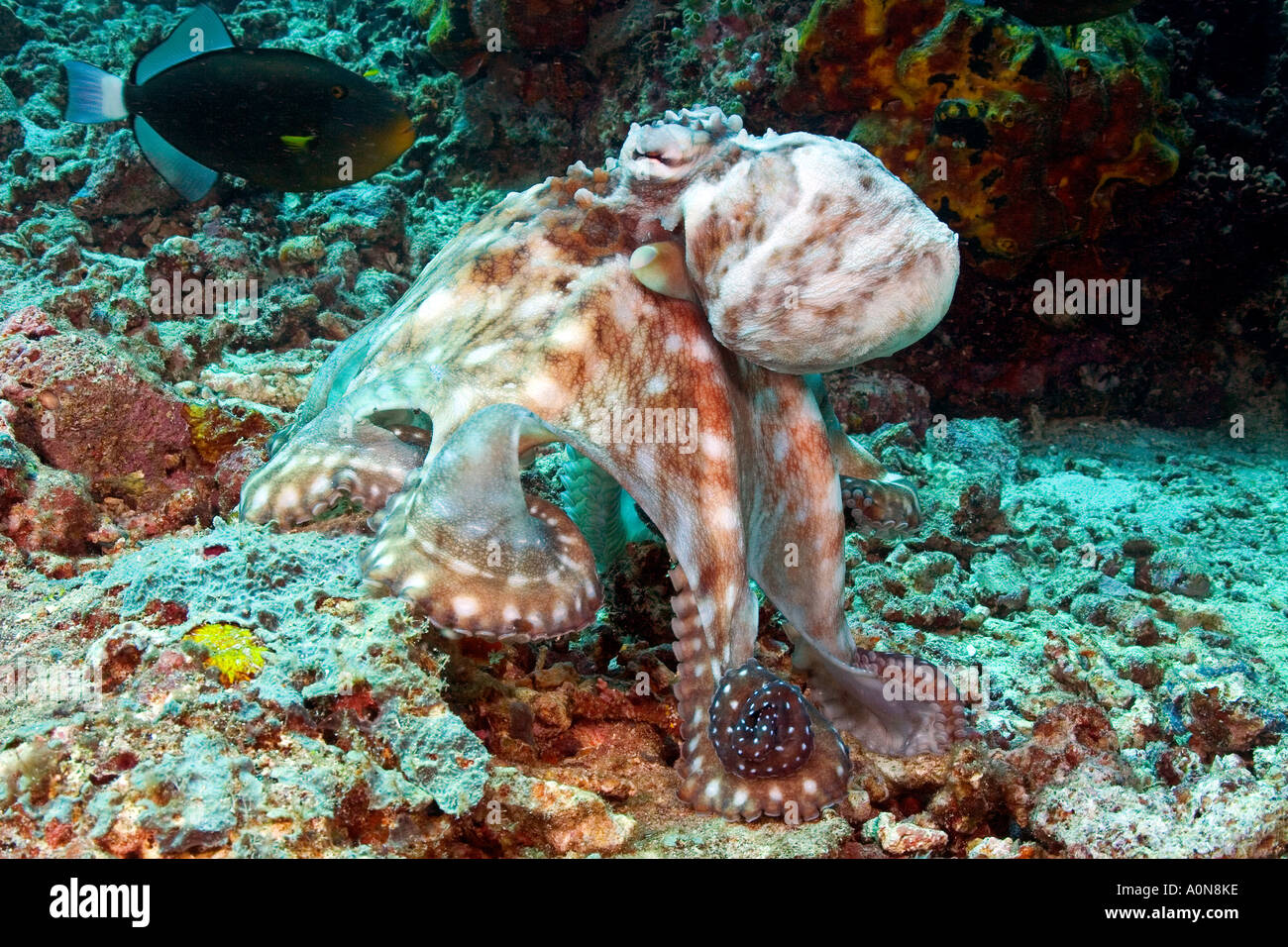 Octopus, Octopus cyanea, Malaysia Stock Photo - Alamy
