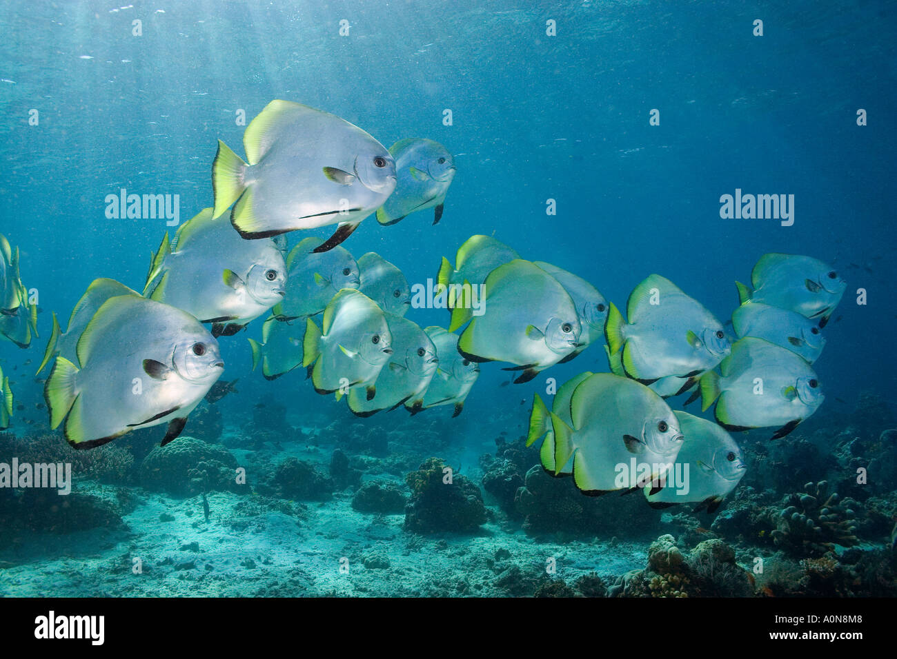 Schooling longfin spadefish, Platax teira, Sipidan Island, Malaysia ...
