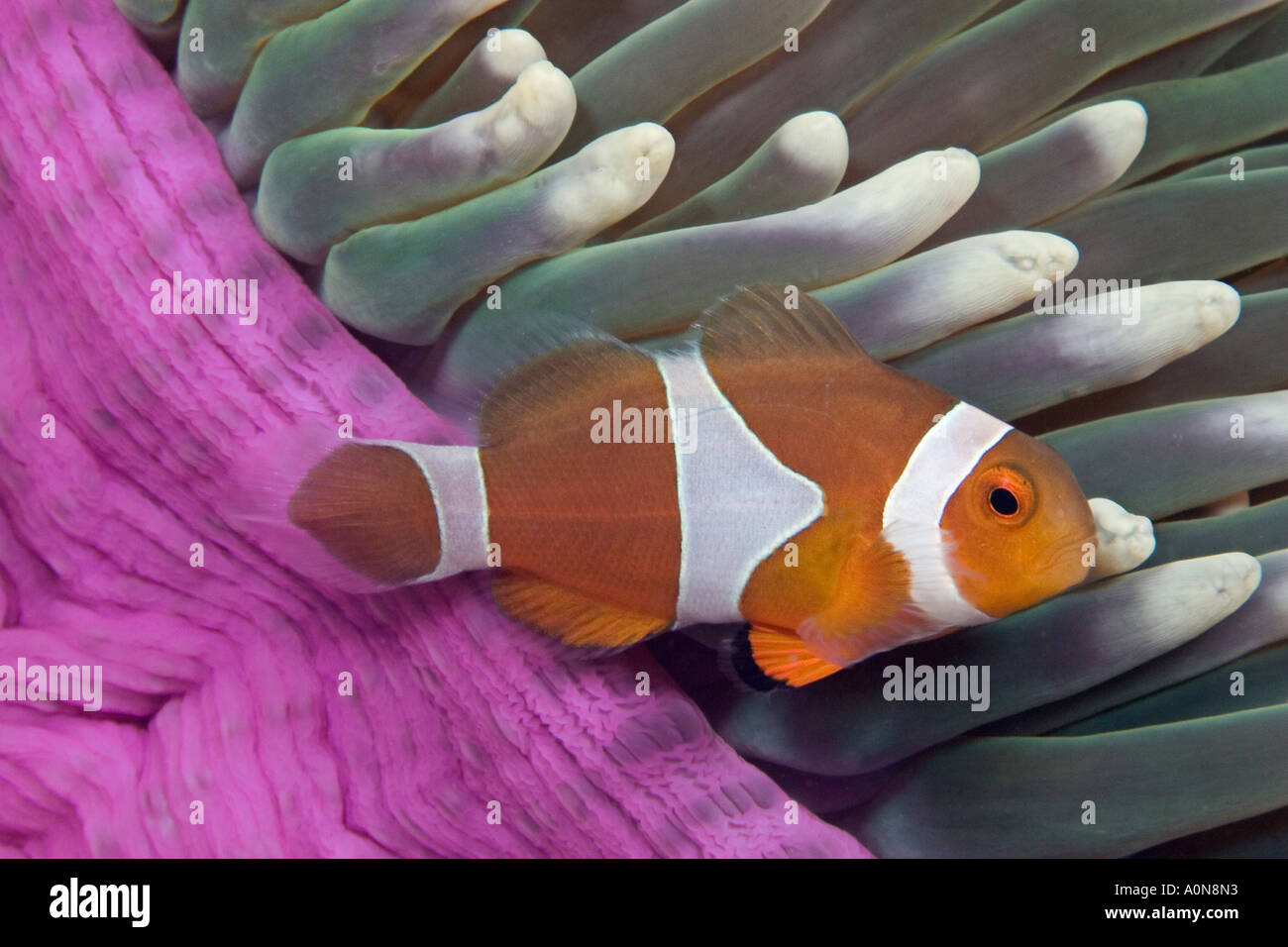 Western clown anemonefish, Amphiprion ocellaris, Mabul Island, Malaysia ...