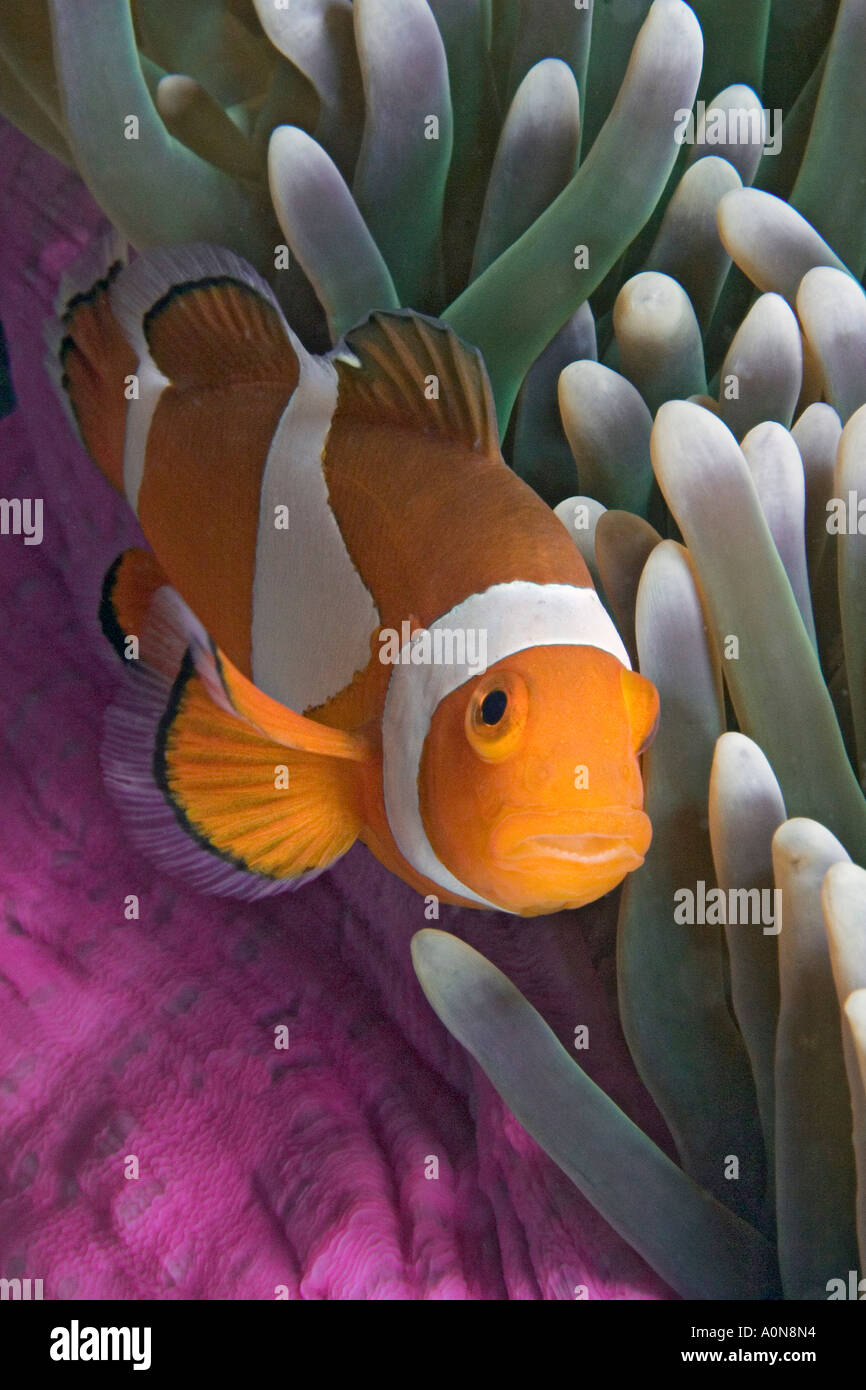 Western clown anemonefish, Amphiprion ocellaris, Mabul Island, Malaysia ...