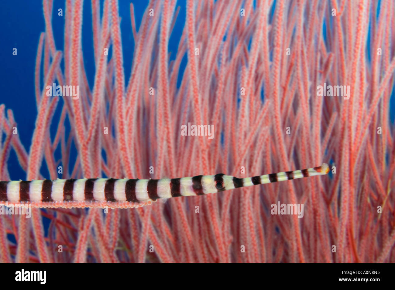 Male banded pipefish hi-res stock photography and images - Alamy