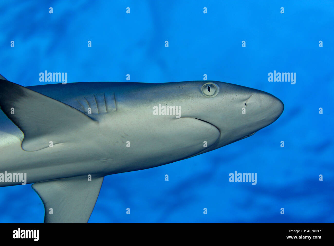 Grey reef shark, Carcharhinus amblyrhynchos, Hawaii Stock Photo - Alamy