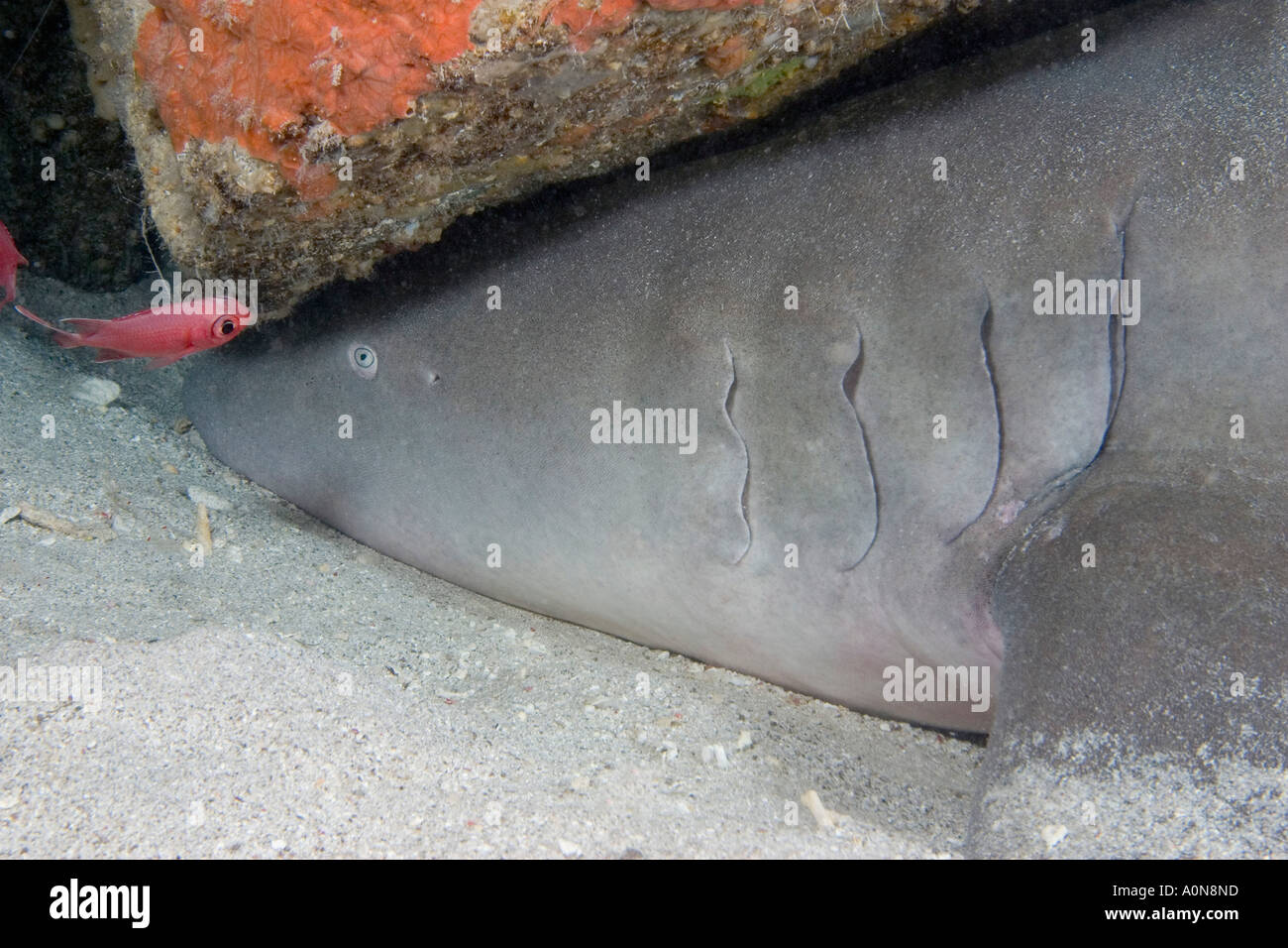 Tawny nurse shark, Nebrius ferrugineus, Indonesia Stock Photo - Alamy