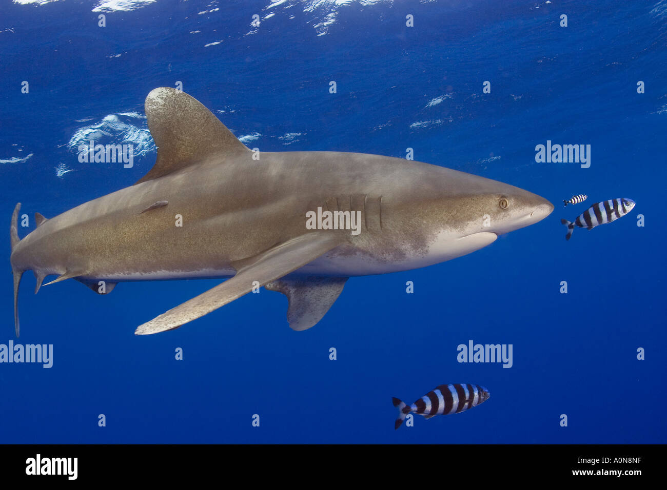 Oceanic whitetip shark, Carcharhinus longimanus, with pilot fish ...