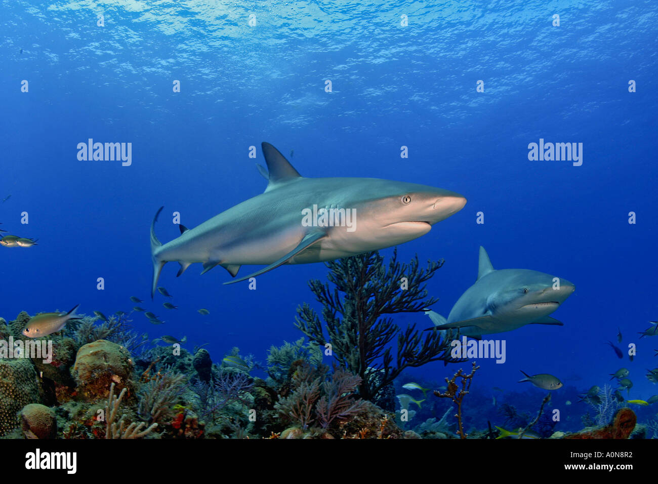 Caribbean Reef Sharks, Carcharhinus perezi, Bahamas Stock Photo - Alamy