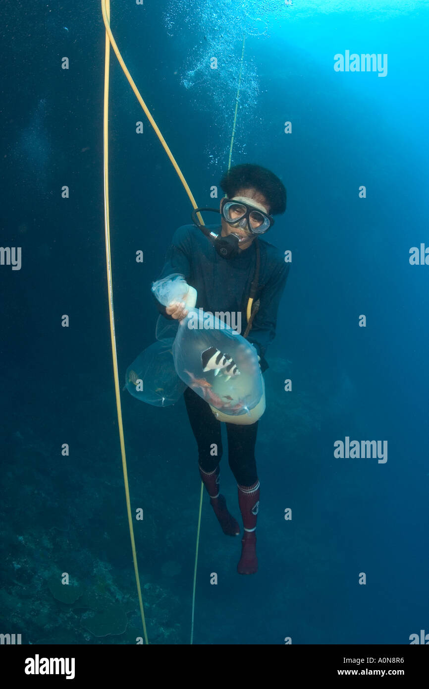 This Tropical Reef Fish Collector Illegally Uses Cyanide To Capture