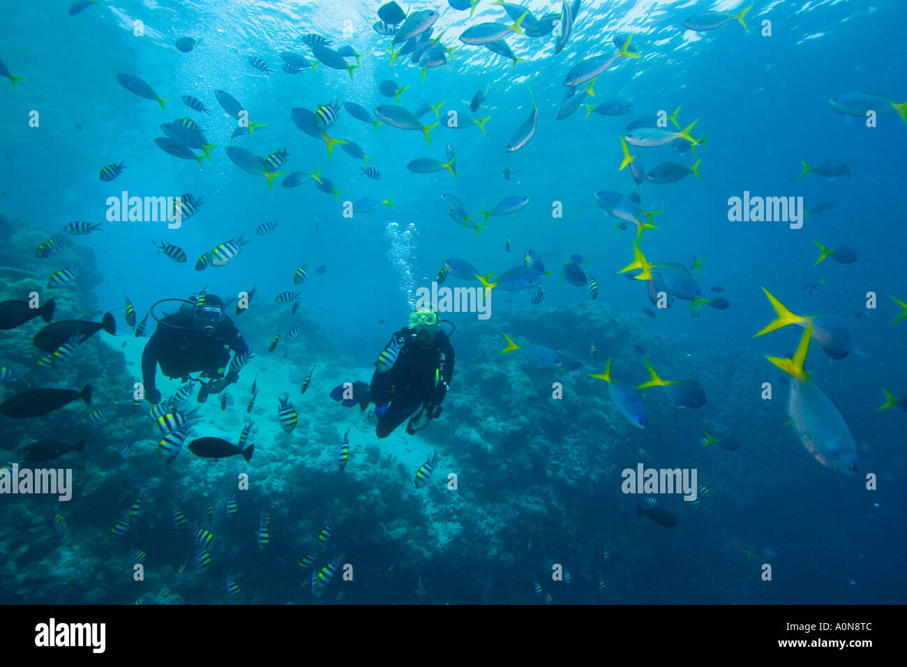 Divers (MR) and reef fish, Palau, Micronesia Stock Photo - Alamy