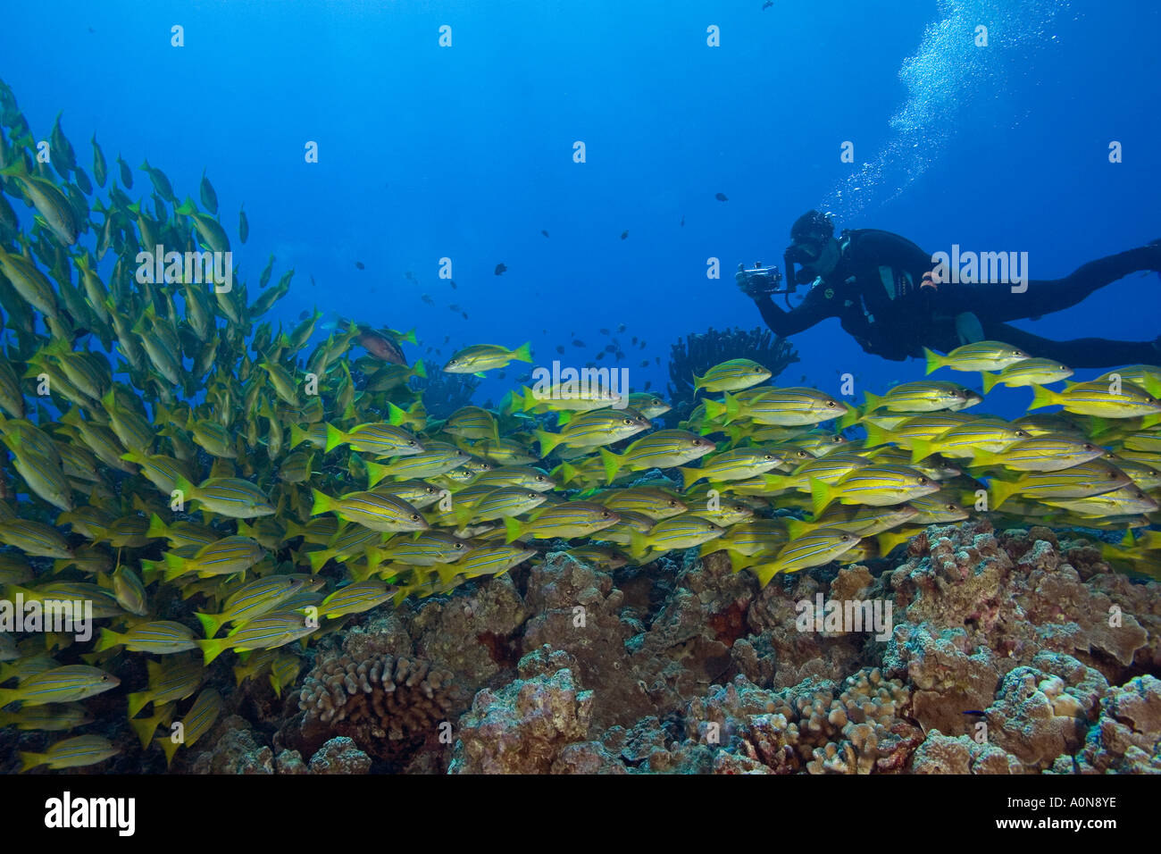 Diver (MR) and schooling bluestripe snapper, Lutjanus kasmira, Hawaii ...