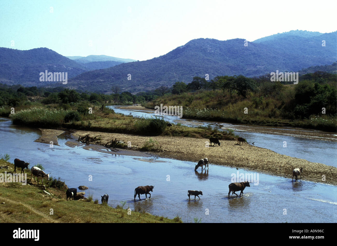 Cattle drinking river hi-res stock photography and images - Alamy