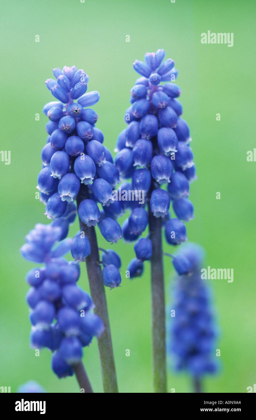 Grape Hyacinth Flowers Muscari atlanticum Stock Photo - Alamy
