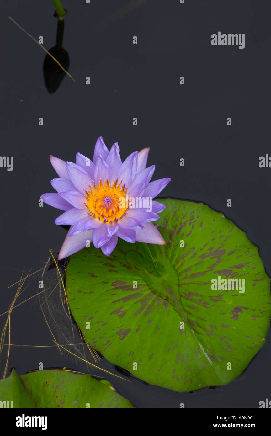 Lily pad flowers hi-res stock photography and images - Alamy