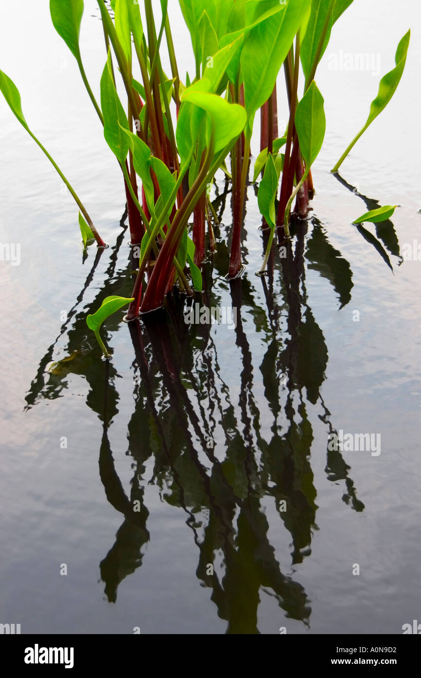 Lush green water plants in reflective pond Stock Photo - Alamy