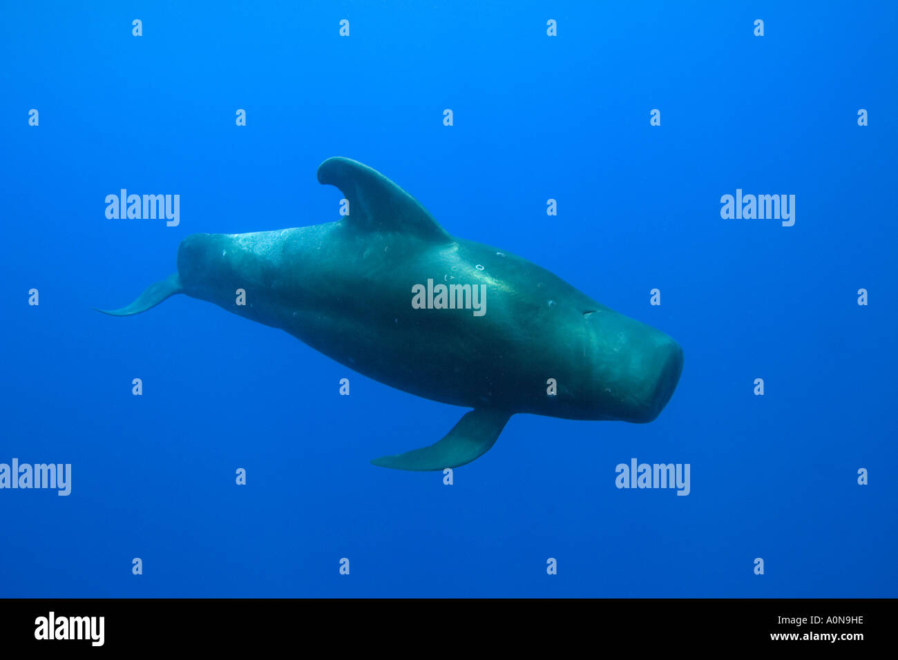 A bull male short finned pilot whale, Globicephala macrorhynchus ...
