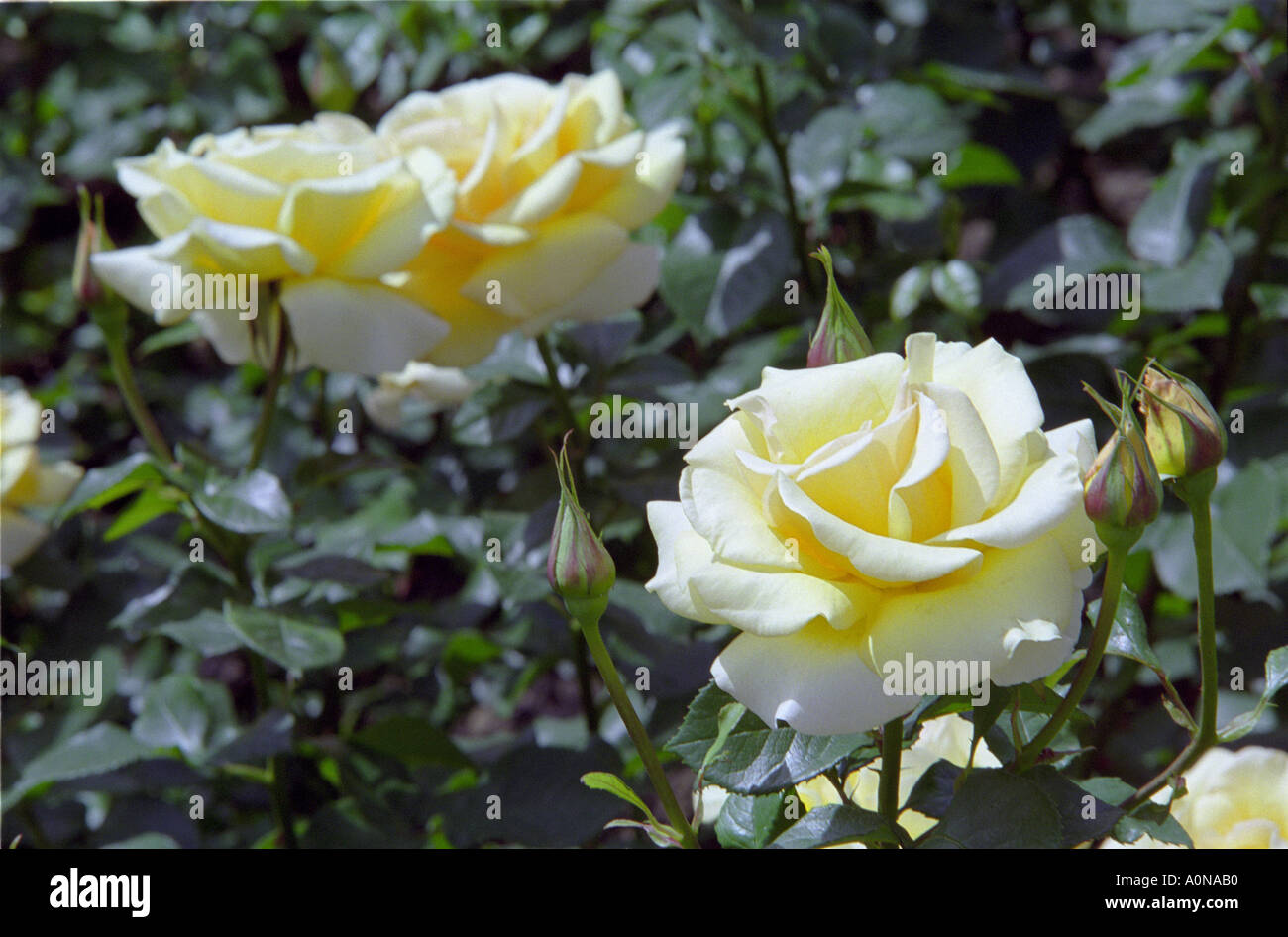 3 yellow roses growing wild Stock Photo - Alamy
