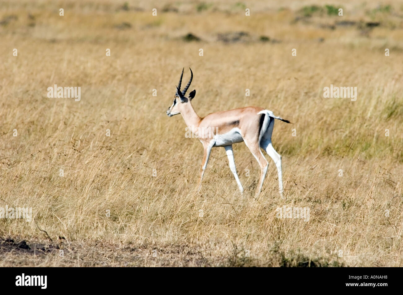 Thomson's Gazelle, Gazella thomsoni, on the Masai Mara game reserve ...