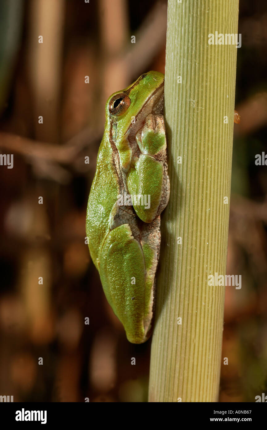 common tree frog hyla arborea Stock Photo - Alamy