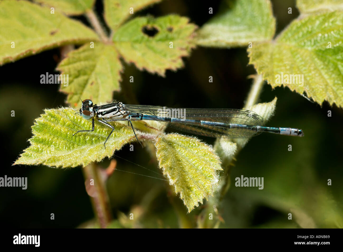 Beautiful mayflies hi-res stock photography and images - Alamy